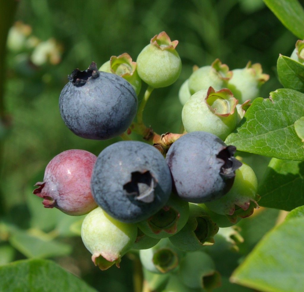 Blueberry genomics | Genome Visualization Lab